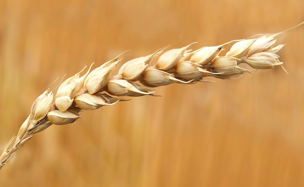 Washington wheat harvest: a promising year for farmers | Basin Business ...
