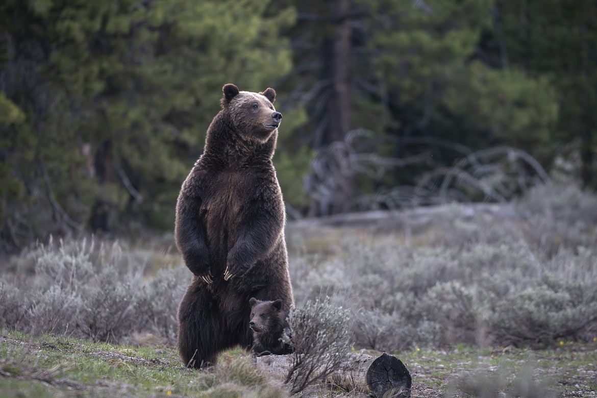 Grizzly Bear 399 lived to old age because we made room for her. She ...