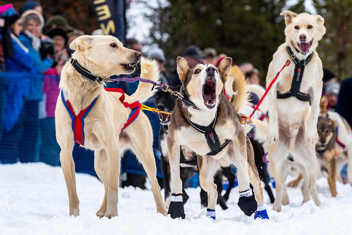 Idaho Sled Dog Challenge rebounds from summer wildfires | Bonner County ...