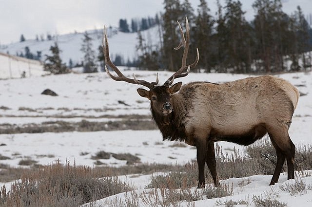 First CWD case detected in Idaho domestic elk | Bonner County Daily Bee