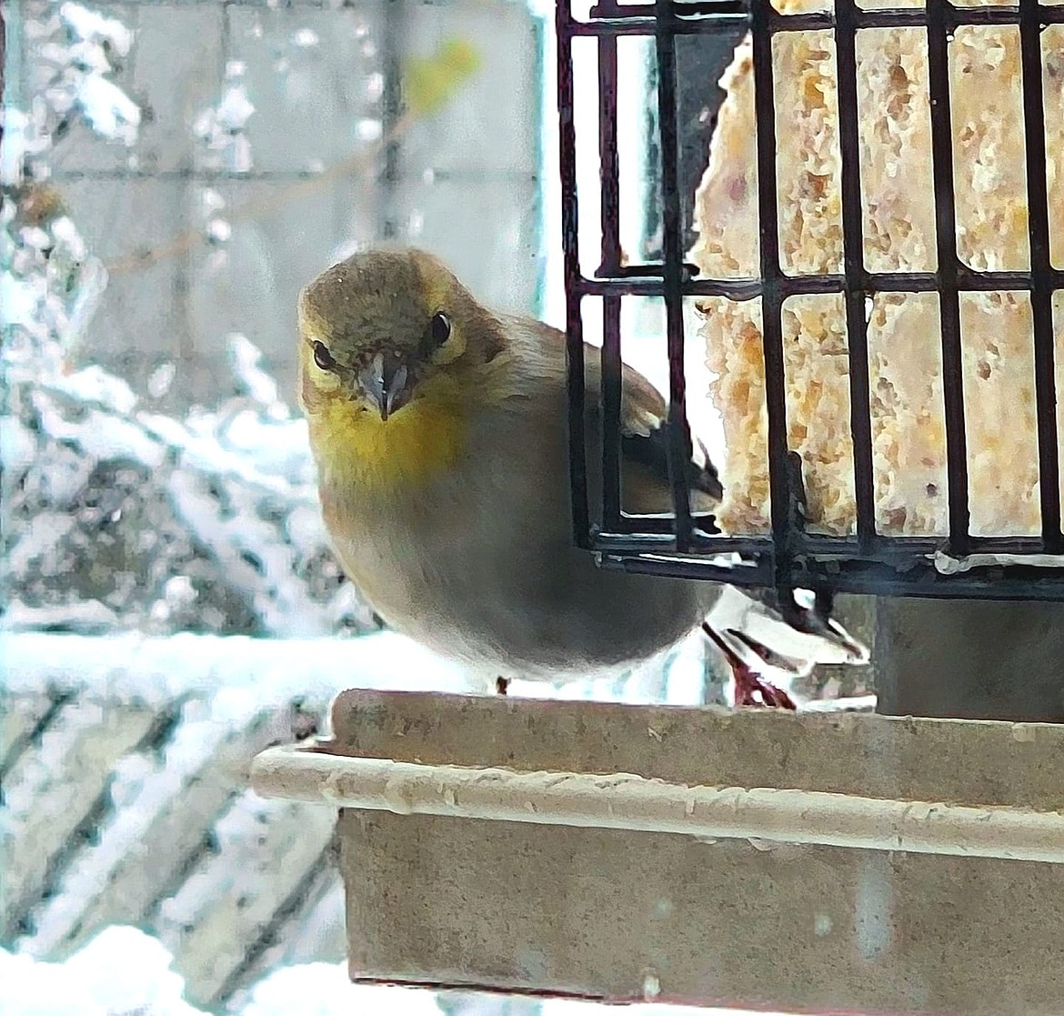 Best Shot - Dec. 27, 2024 | Bonner County Daily Bee