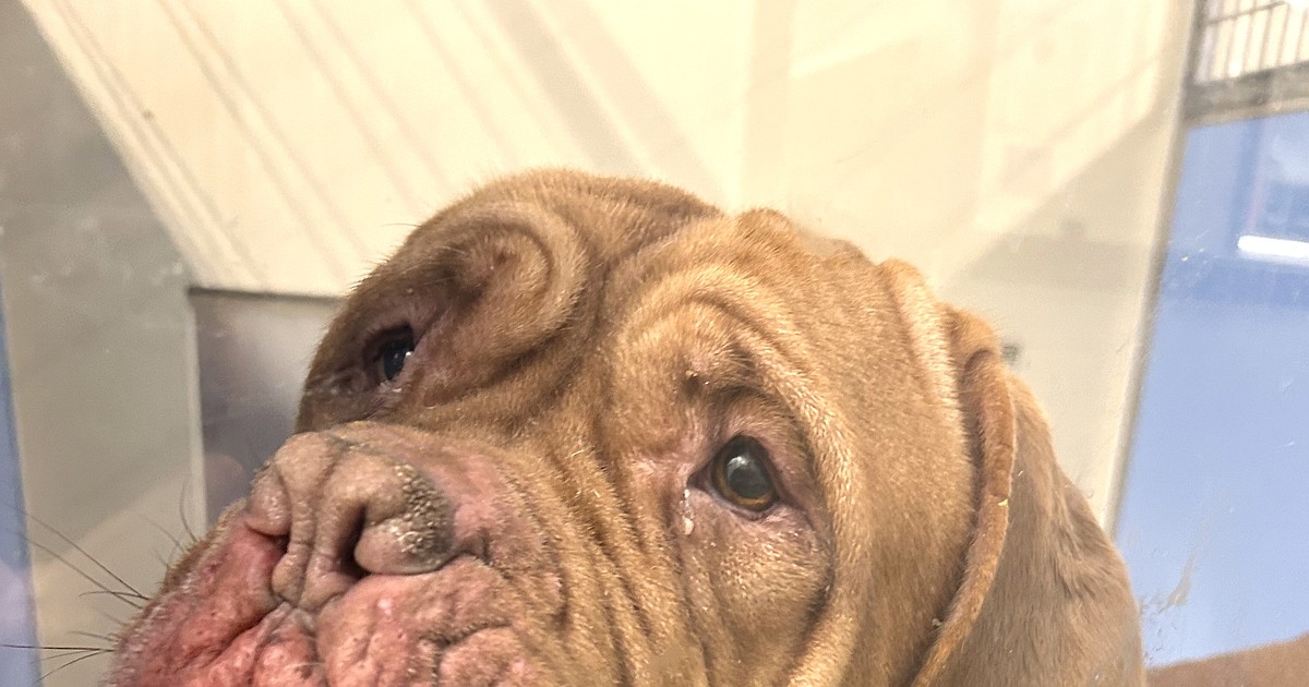 Hayden animal shelter still full after 1,448 adoptions in 2024 | Coeur ...