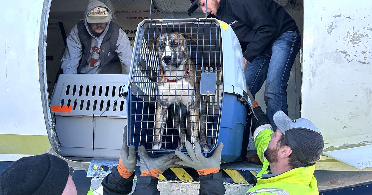 Canine refugees from California wildfires touch down in Kootenai County ...