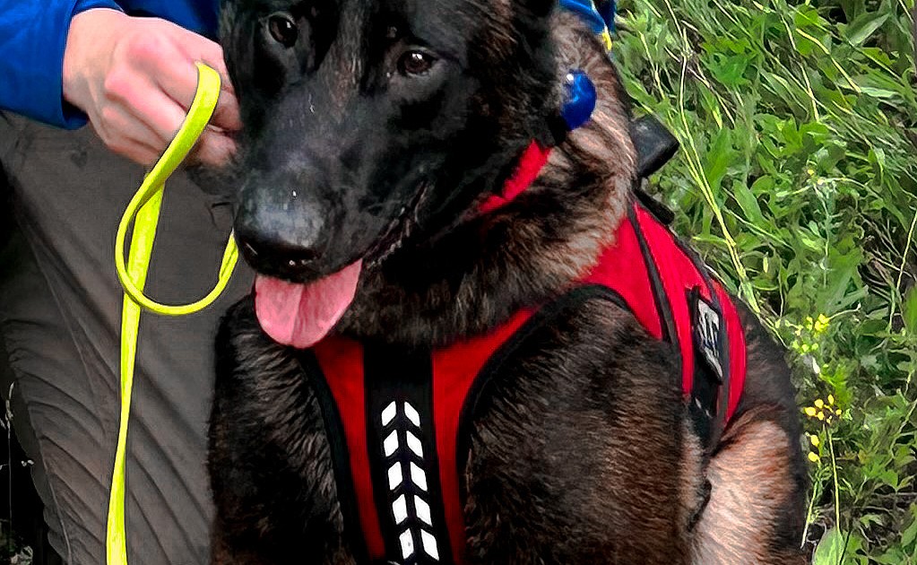 Local rescue dog to undergo critical surgery | Bonners Ferry Herald