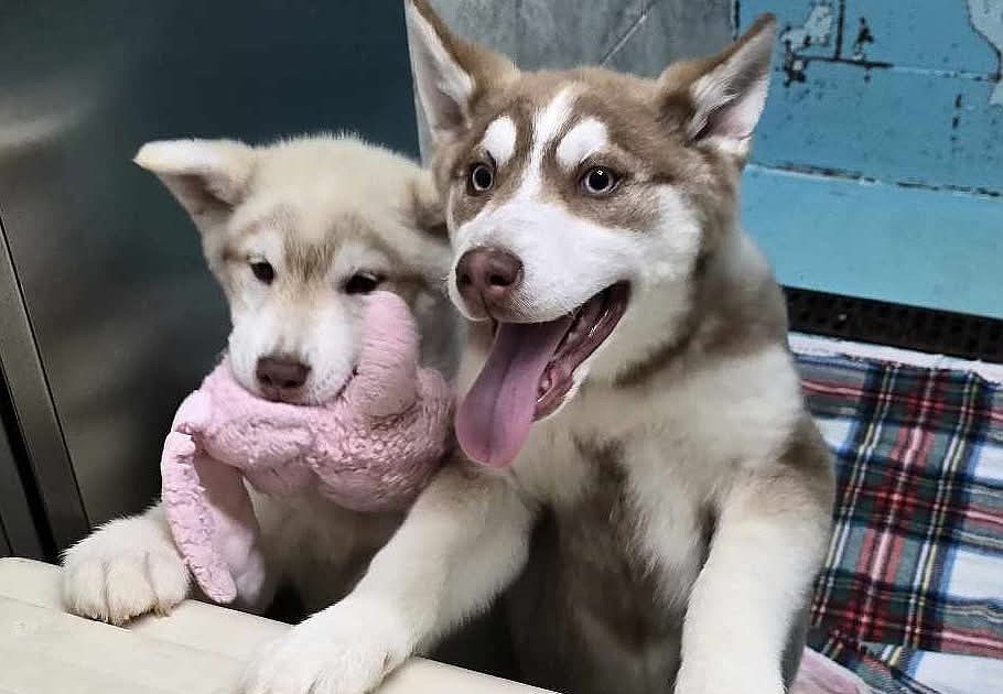 Double trouble: Husky pups for adoption | Hagadone News Network