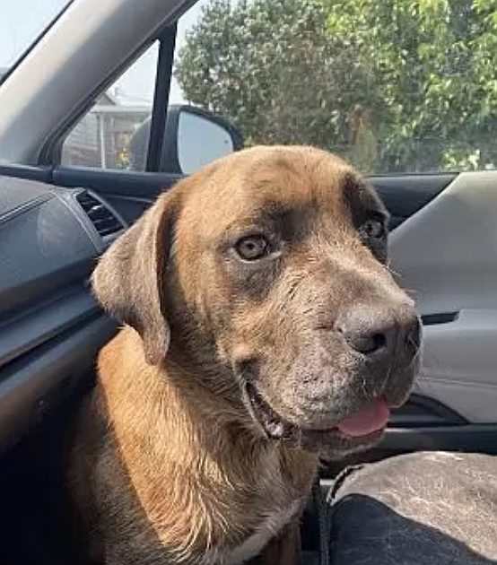 Wanted: A friend to gift slobbery kisses to | Hagadone News Network