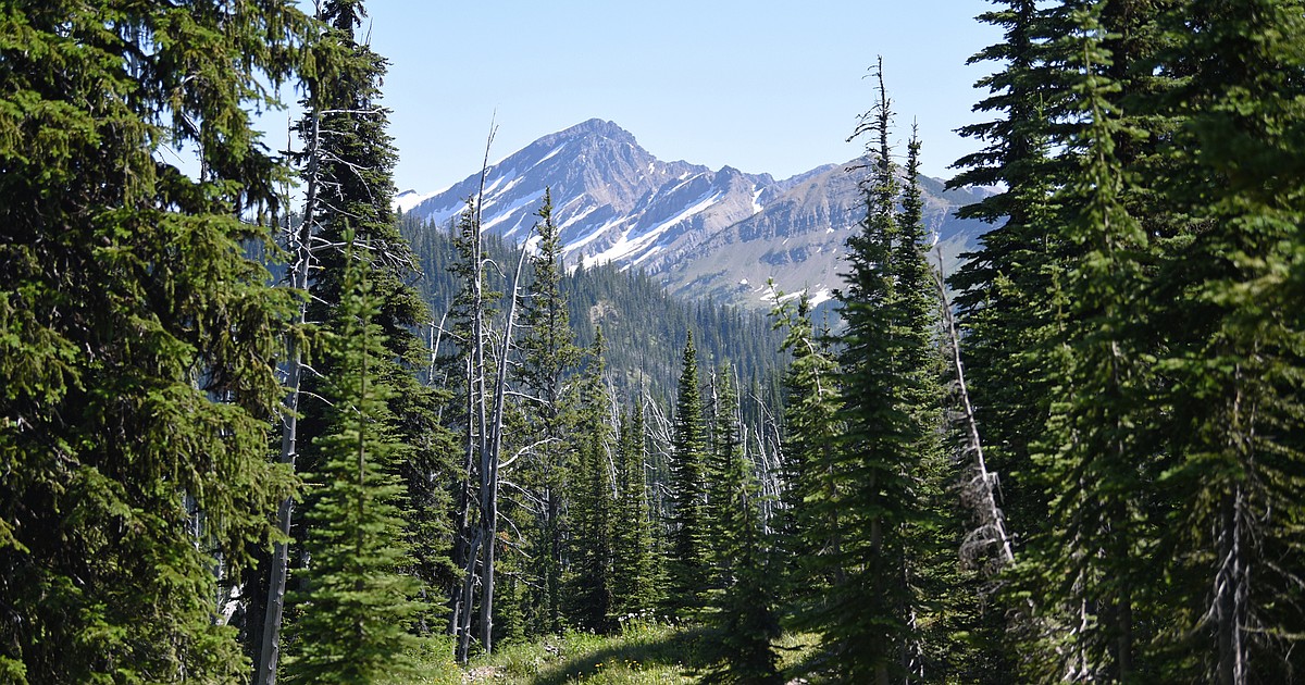 USFS chief affirms efforts to boost timber, energy production | Bonner ...