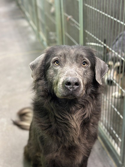 Regal girl looking for her royal castle | Hagadone News Network