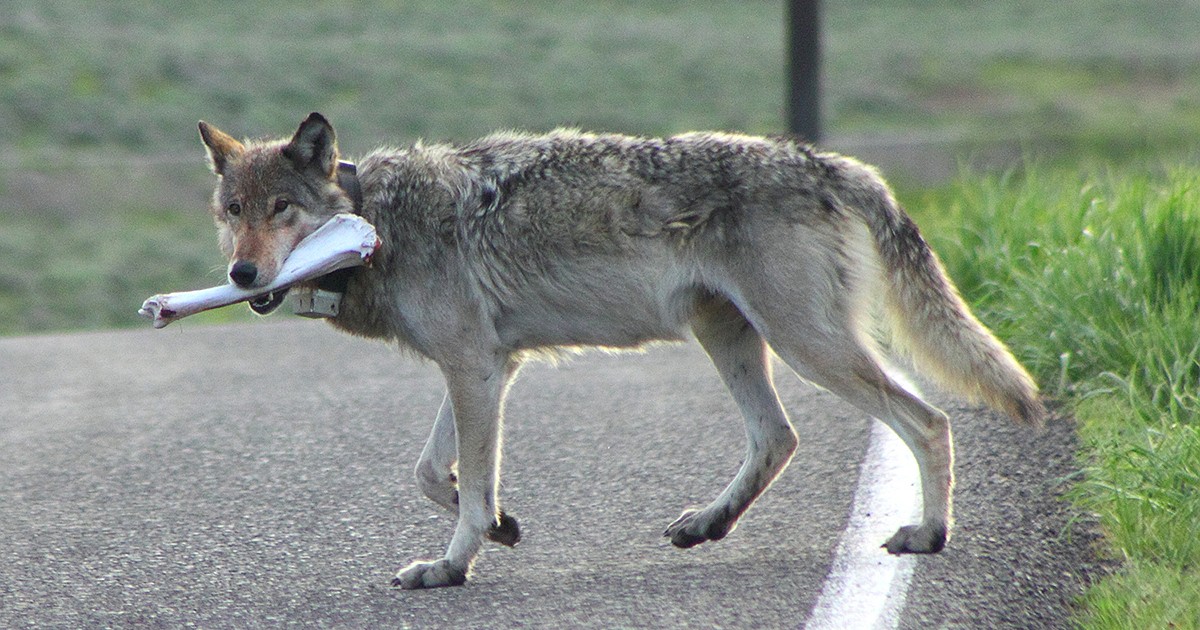 FWP proposes increased wolf harvest quotas as population remains steady ...