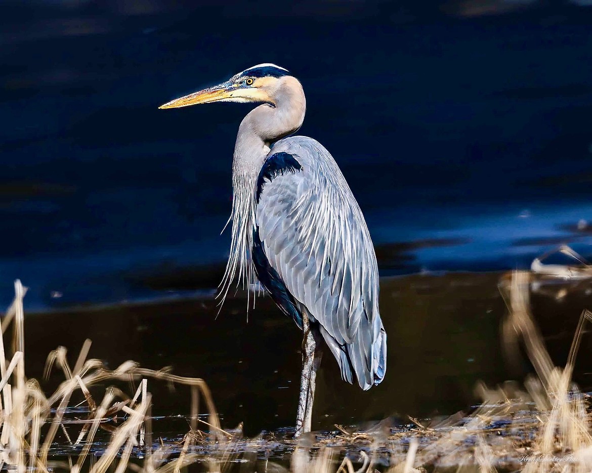 Hauser Lake Heron | Coeur d'Alene Press