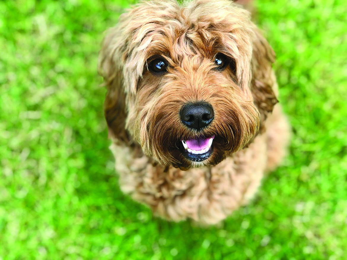 The Exhausted Dad: Enter the era of the dog | Coeur d'Alene Press