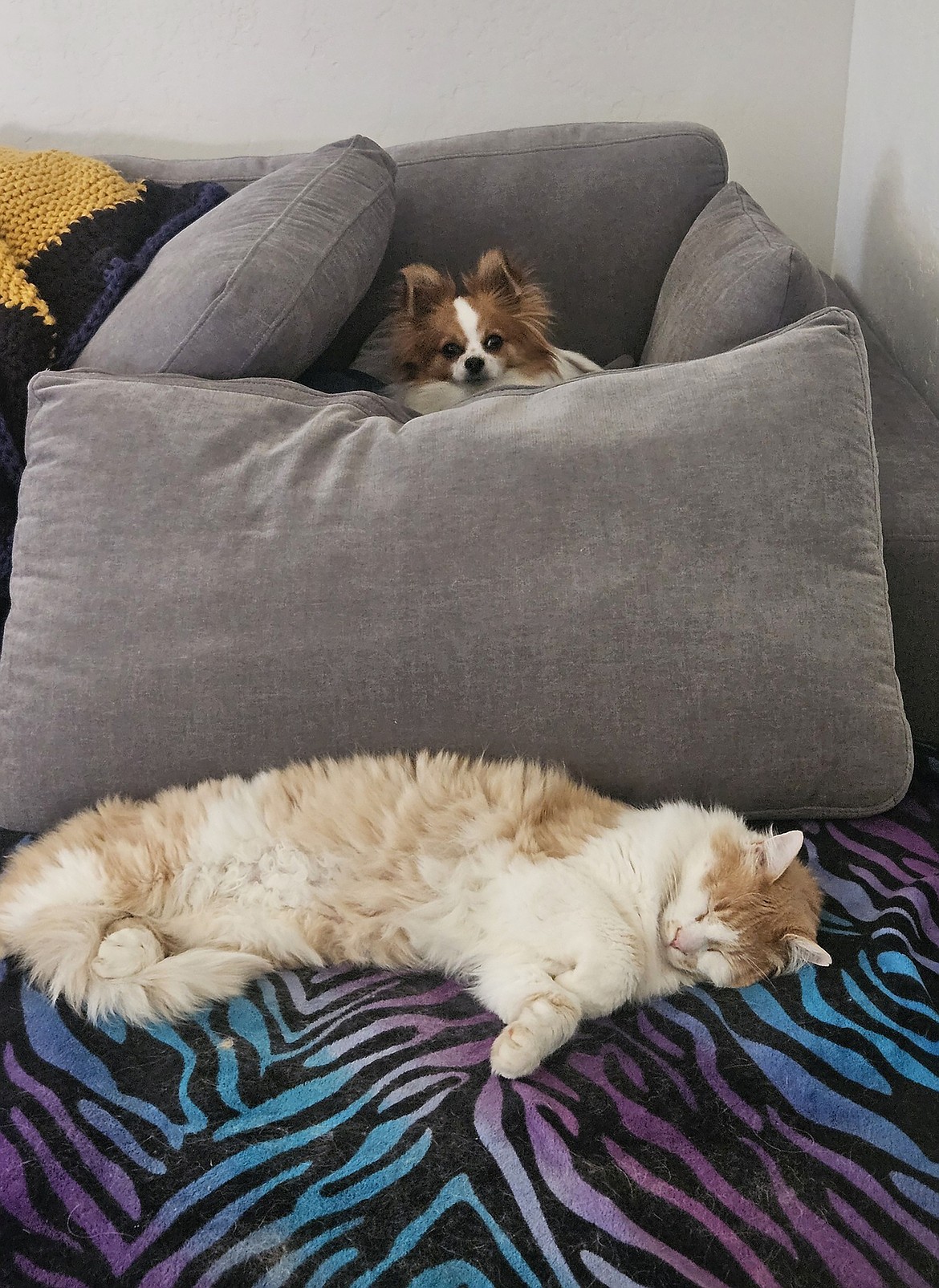 Bonner County Daily Bee