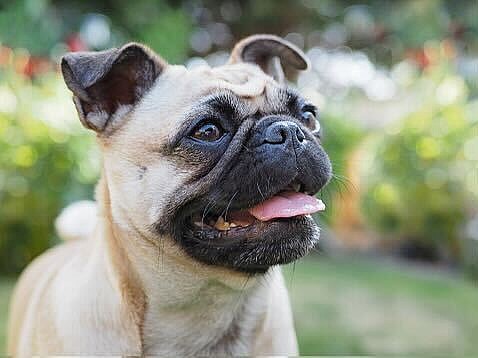 PET TALK: When hearing hurts: Managing middle ear problems in flat ...