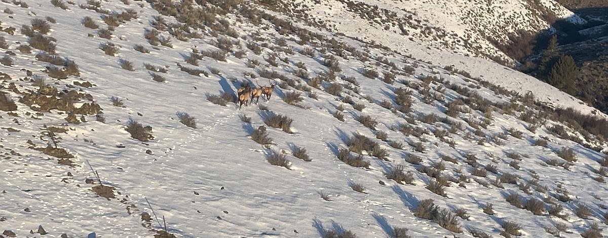 Here’s what IDFG biologists learned from two elk surveys | Coeur d ...