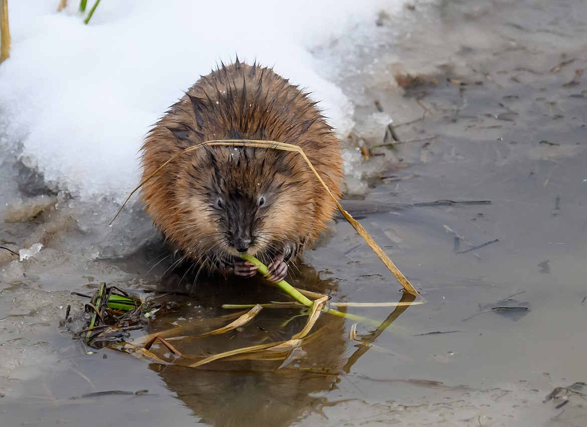 Recent storms boost snowpack to 99% of median | Hungry Horse News