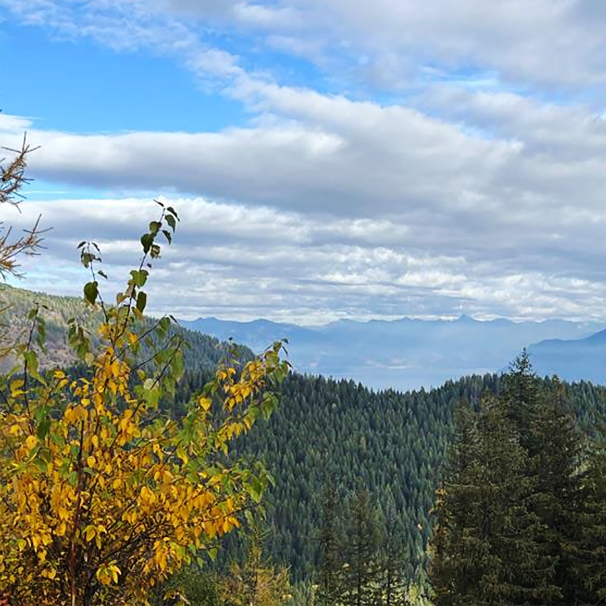 USFS to begin forest restoration projects next year | Bonner County ...