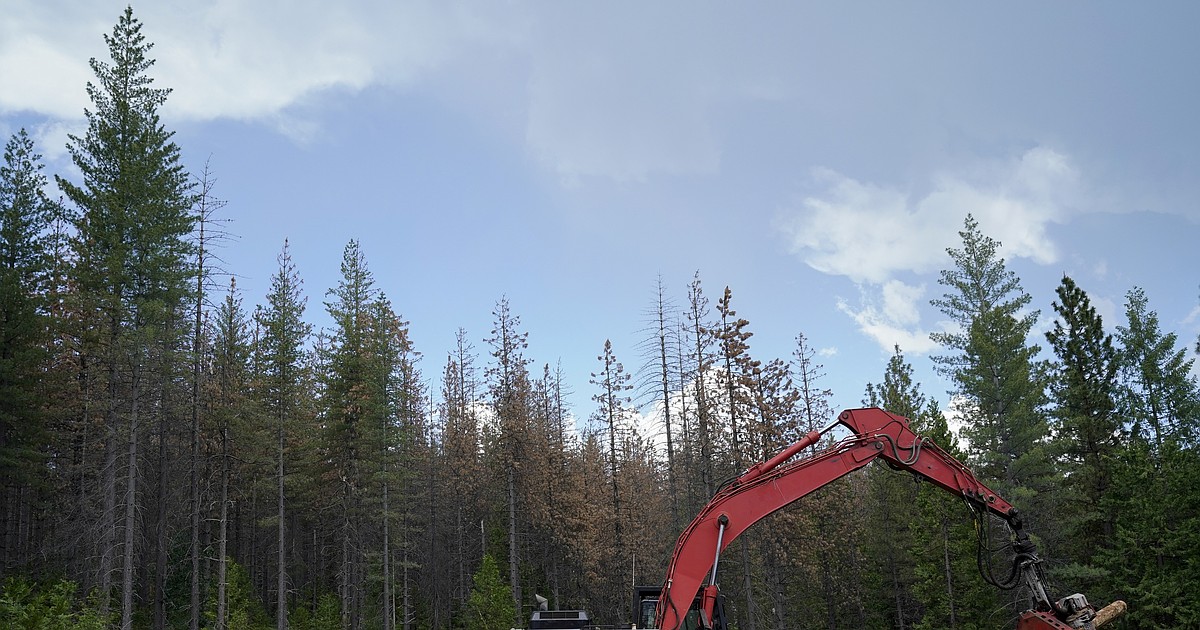 Trump administration rolls back forest protections in bid to ramp up logging | Bonner County ...