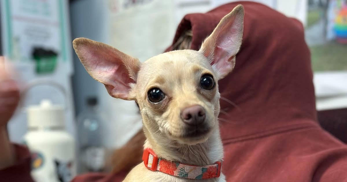 Lucy Lou is looking to be adopted by you | Columbia Basin Herald