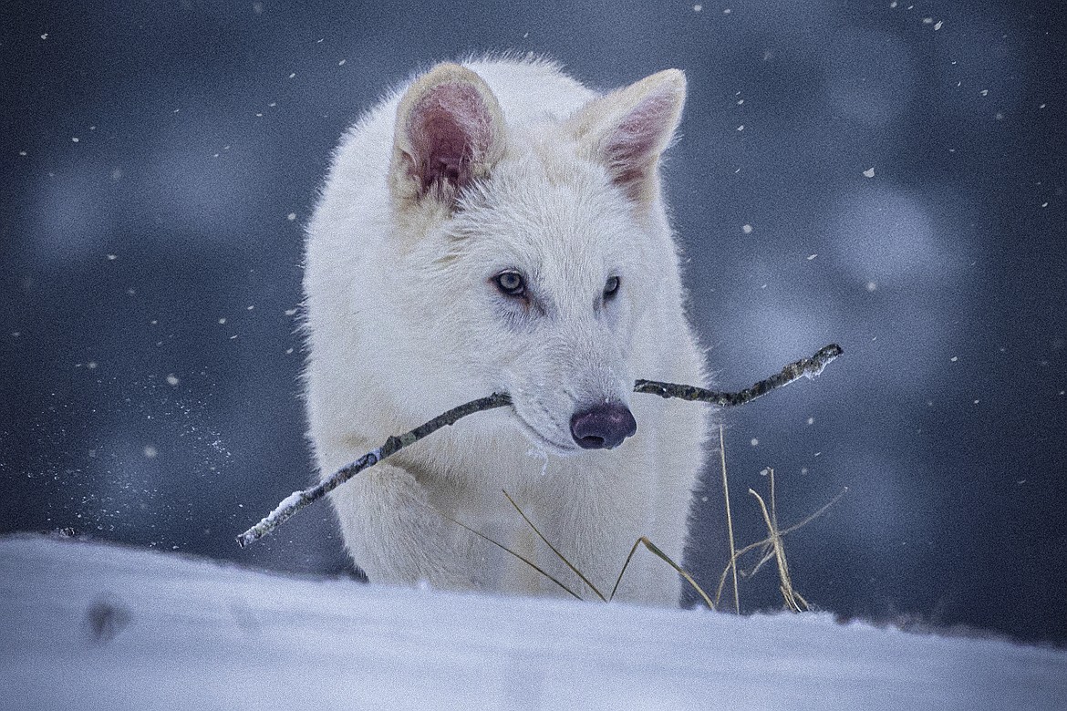 Scientists genetically engineer wolves with white hair and muscular ...