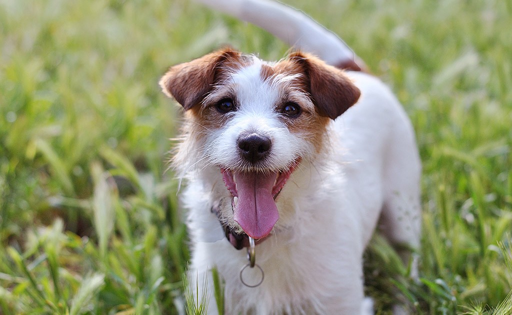 PET TALK: A toad-ally unexpected danger: Protecting pets from toxic ...