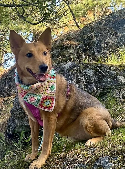 Best Shot - April 19, 2025 | Bonner County Daily Bee