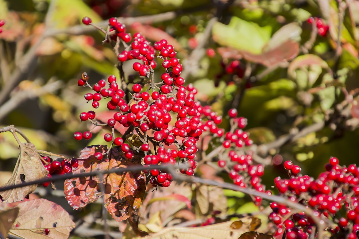 Create pollinator-welcoming landscape for beauty, benefits | Bonner ...
