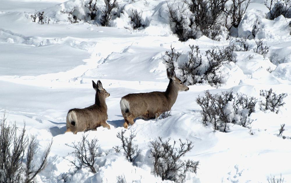 Here’s how mule deer fawns, elk calves are fairing | Coeur d'Alene Press