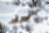Here’s how mule deer fawns, elk calves are fairing | Bonner County ...