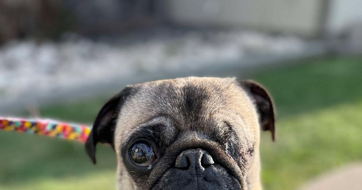 Single eye, double the cuteness: adopt this charming pug | Columbia ...