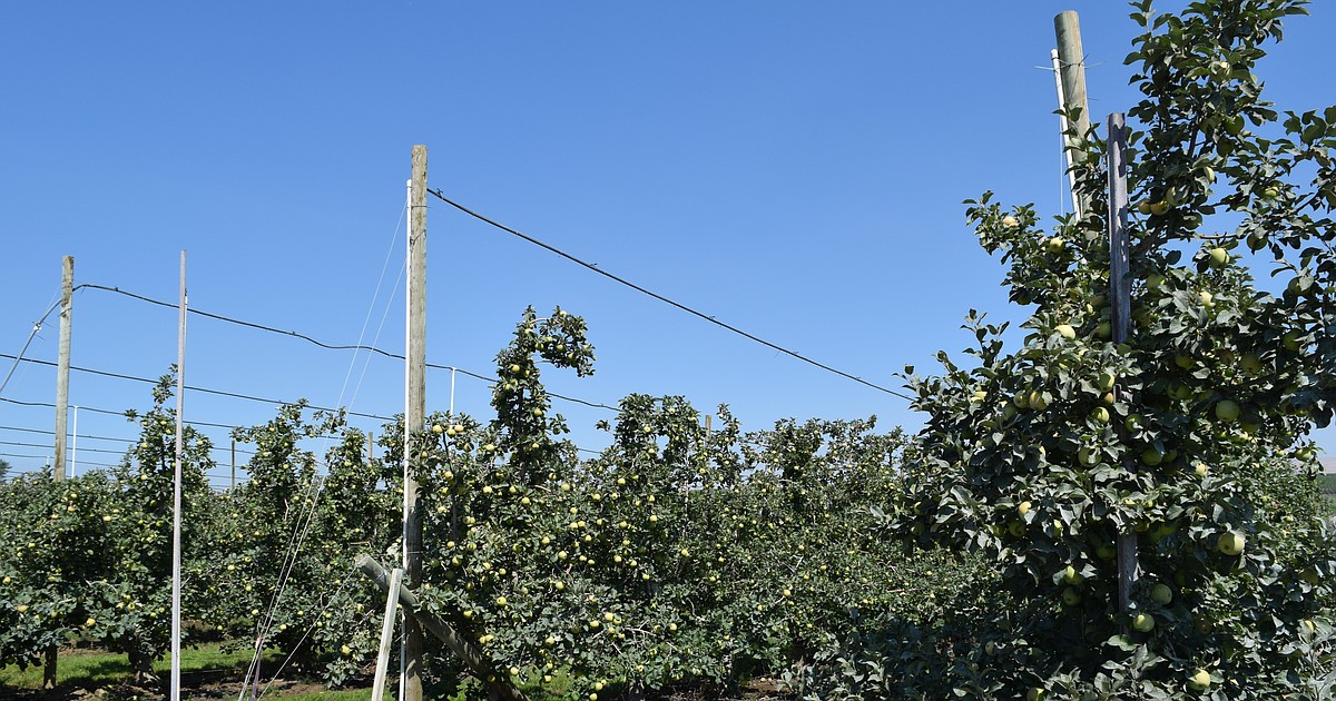 Apple prices, production costs make for hard decisions | Basin Business ...
