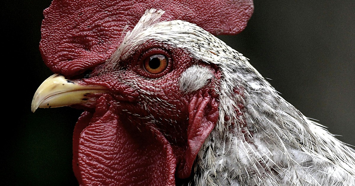 MLPD uncovers large rooster fighting operation during drug search ...