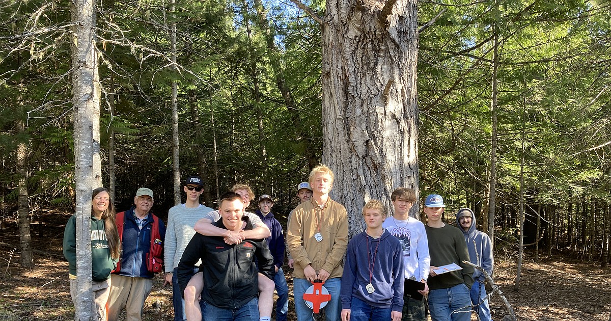 The largest aspen tree in Idaho? | Hagadone News Network