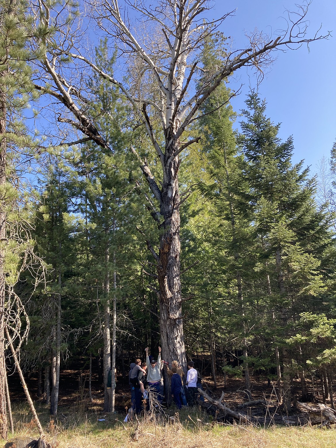The largest aspen tree in Idaho? | Hagadone News Network