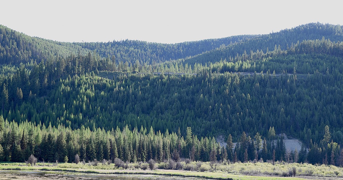 Commissioners to consider large subdivision plan south of Libby | Western News