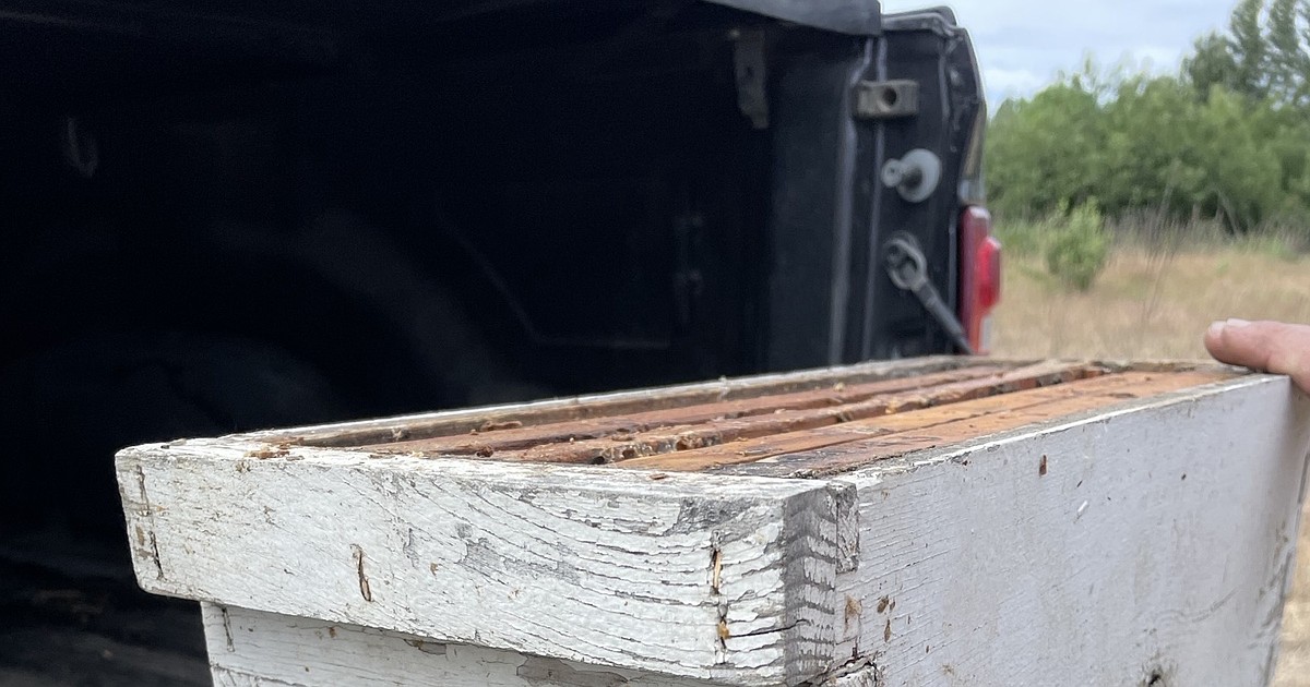 Beehive box thief remains at large | Bonner County Daily Bee