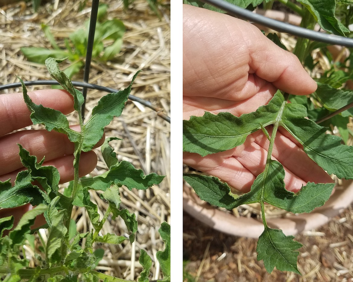 Abiotic vs. biotic: How to decode problems in your garden | Coeur d ...