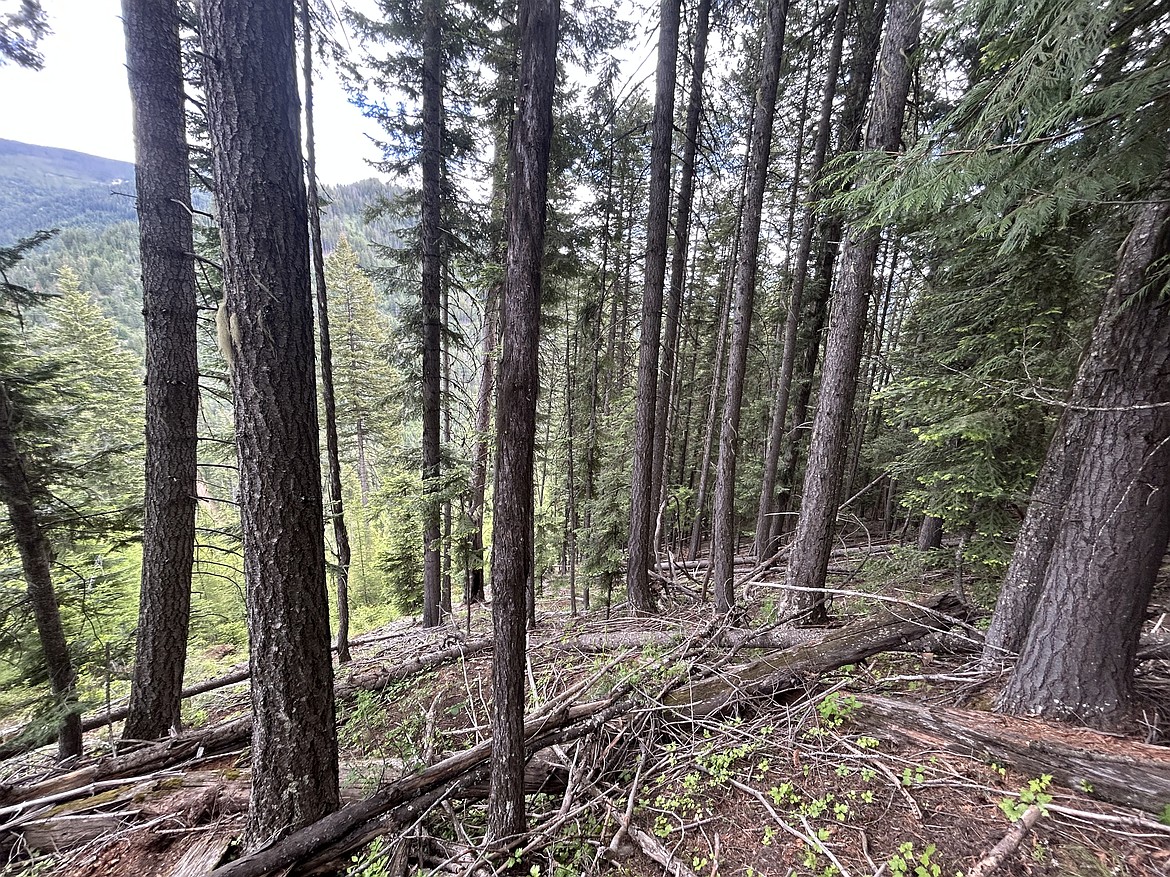 BLM to sell Shoshone County timber | Coeur d'Alene Press