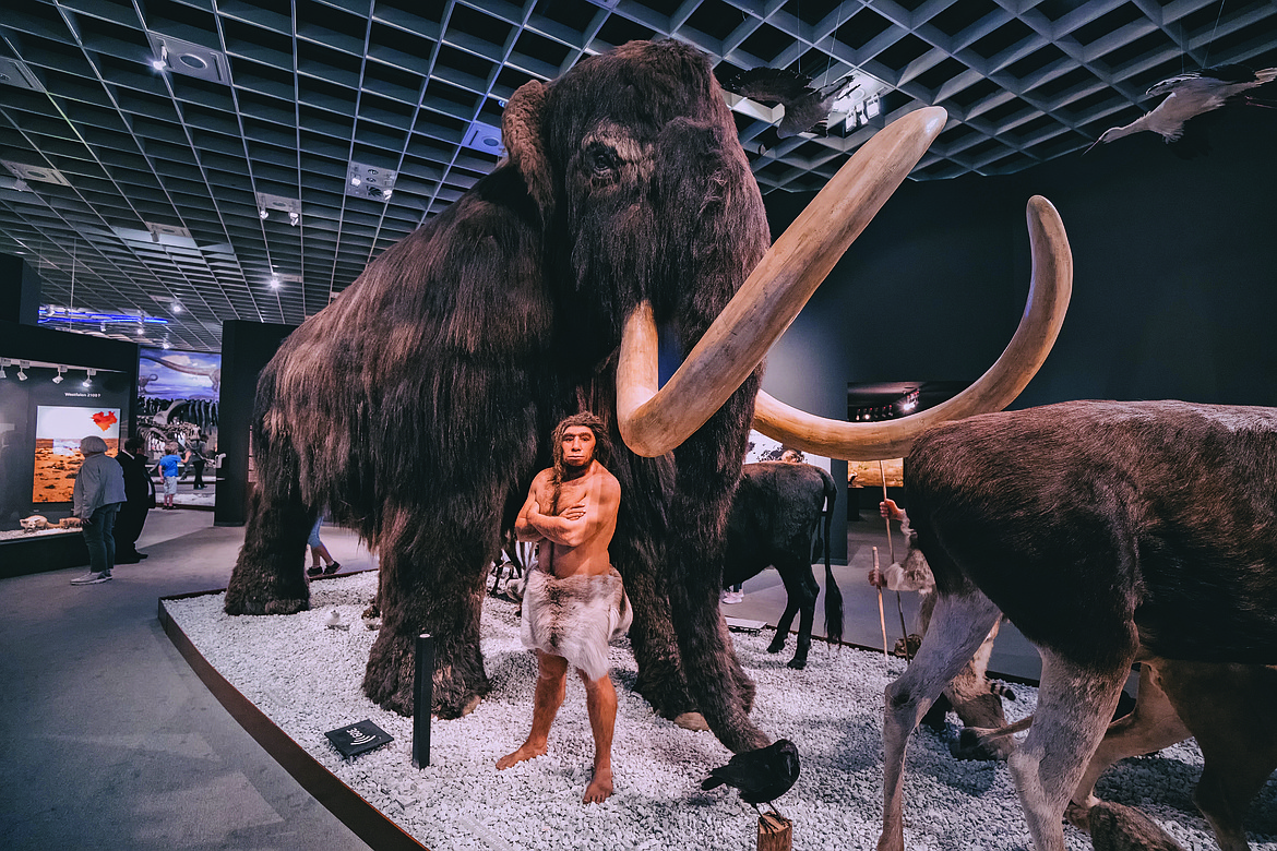 Why are we so obsessed with bringing back the woolly mammoth? | Coeur d ...
