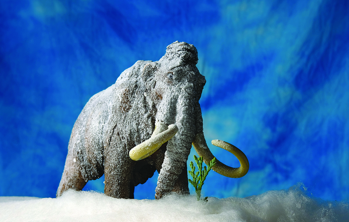 Why are we so obsessed with bringing back the woolly mammoth? | Coeur d ...