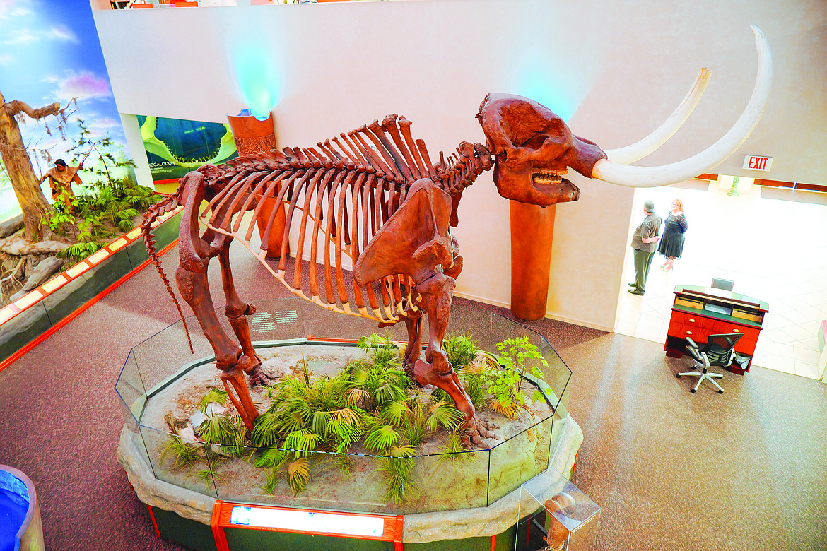 Why are we so obsessed with bringing back the woolly mammoth? | Coeur d ...