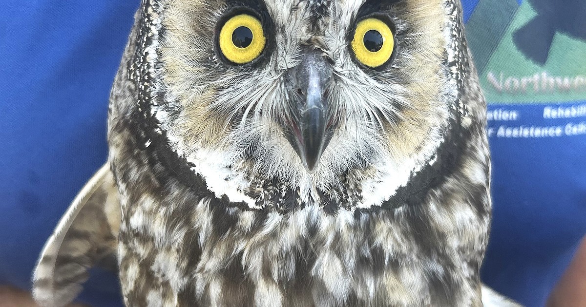 SA for outdoors......Owls return to the wild | Coeur d'Alene Press