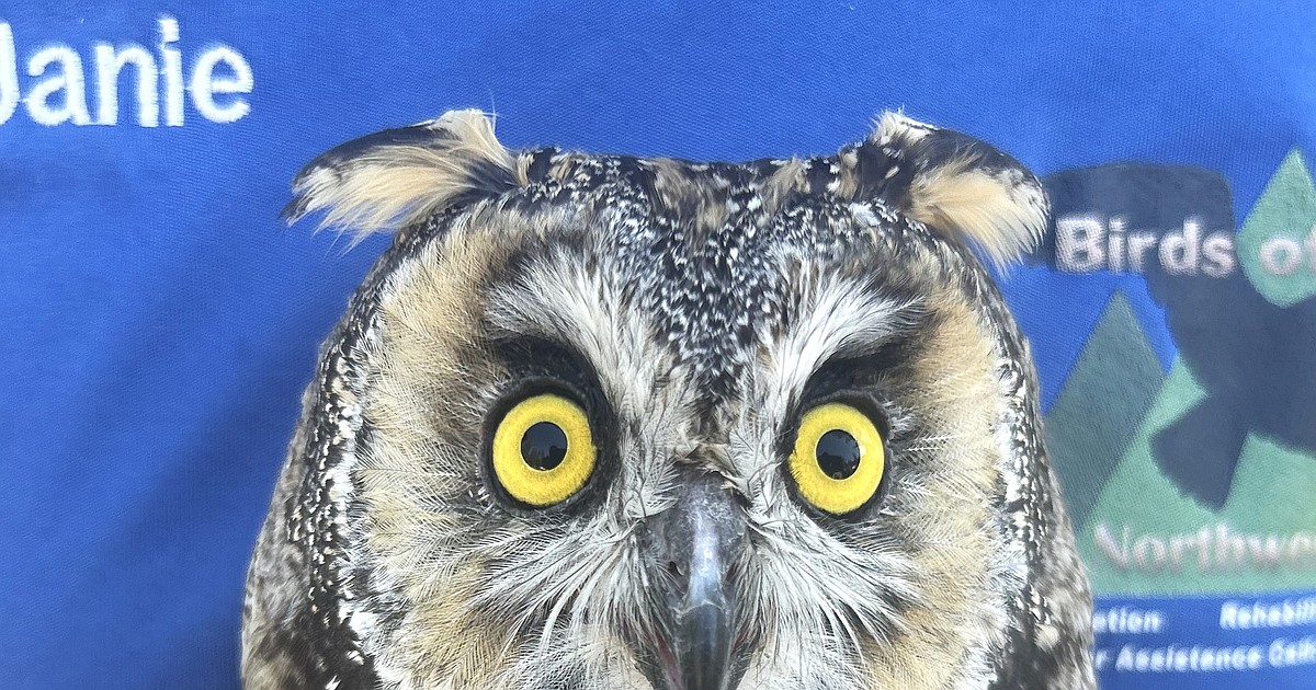 SA for outdoors......Owls return to the wild | Coeur d'Alene Press