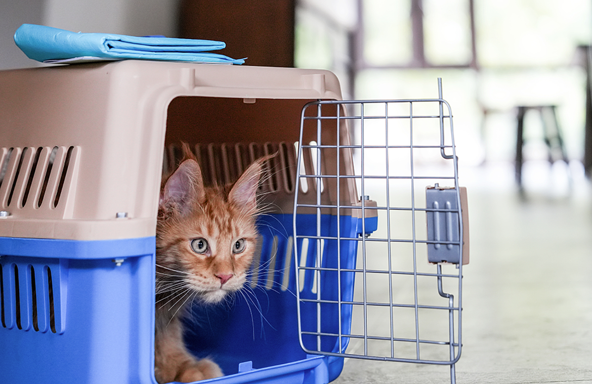 Prepared to protect: A small pet owner’s guide to disaster preparedness ...