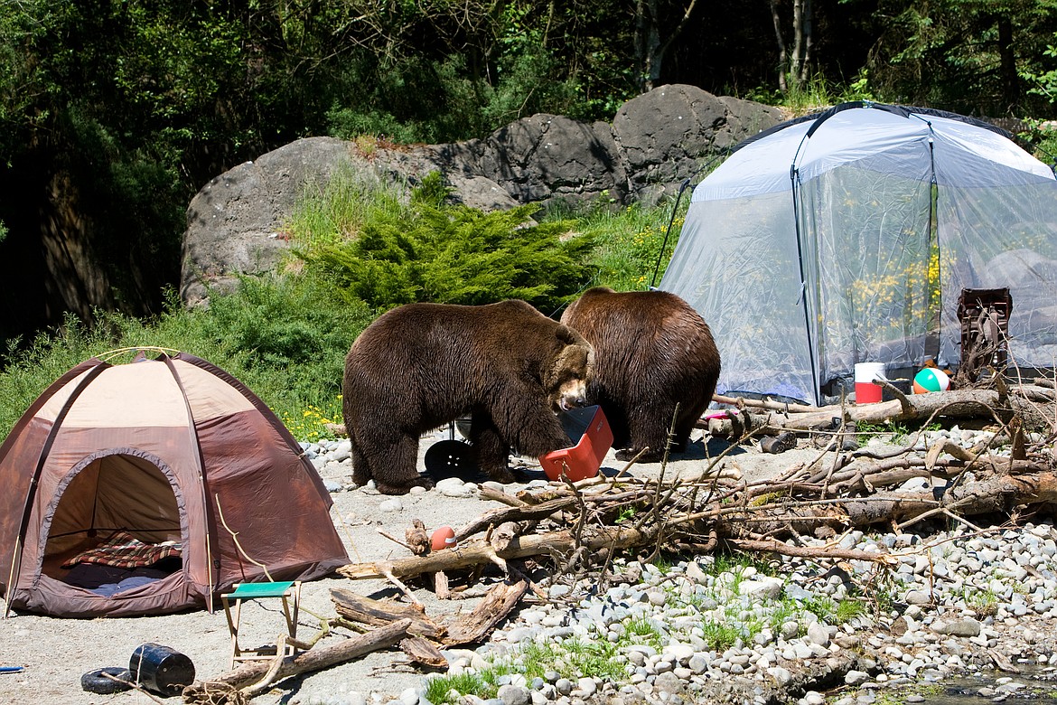 Sightings a reminder that North Idaho is bear country | Bonner County ...