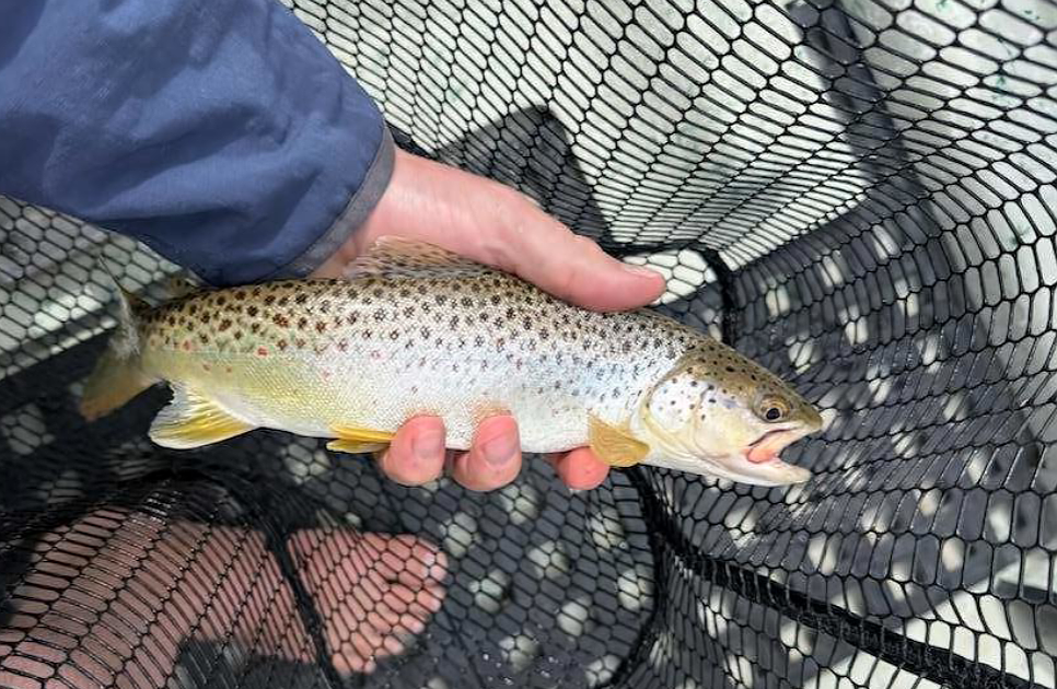 Brown trout found in Flathead River | Daily Inter Lake