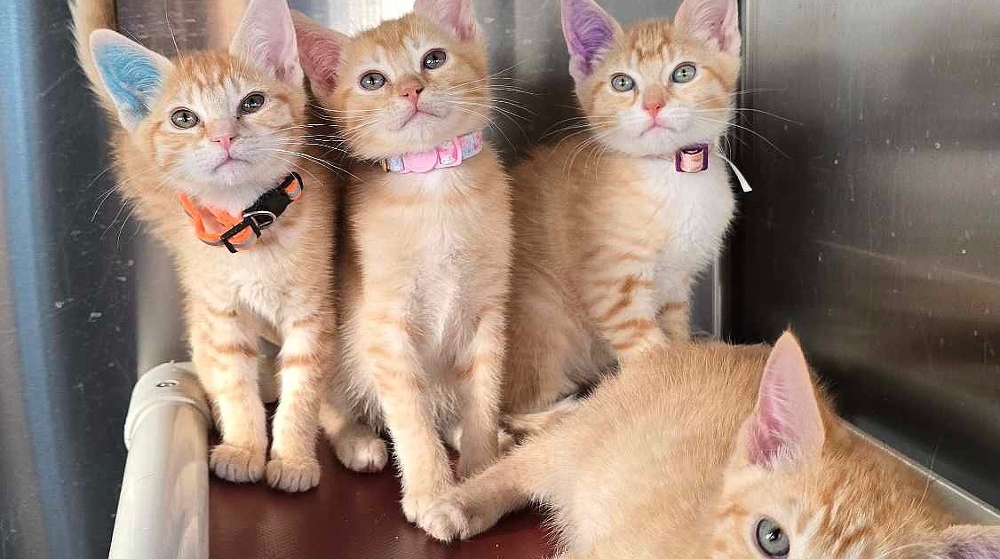 ACPR is seeing orange | Hagadone News Network