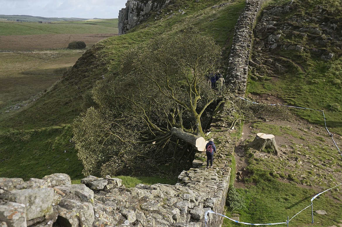 They cut down England’s beloved Sycamore Gap tree. Now they face over 4 ...