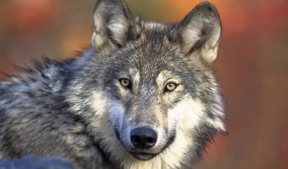 Idaho Department of Fish and Game estimates Idaho’s wolf population ...