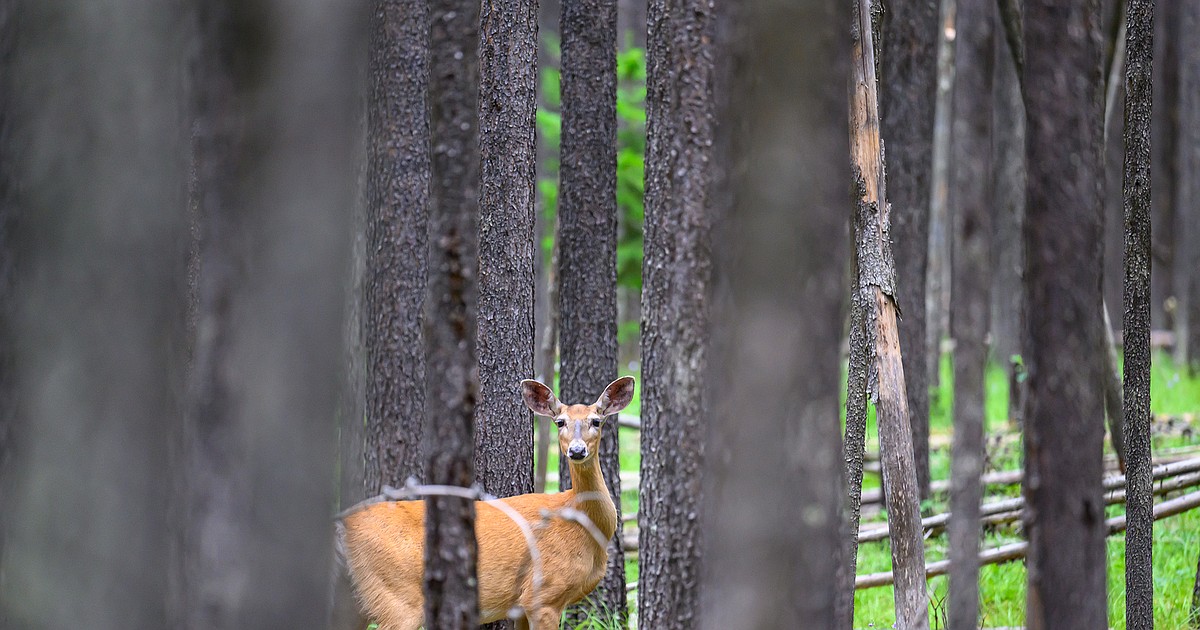 Dozens of deer die from diseases transmitted by biting gnats | Hagadone ...