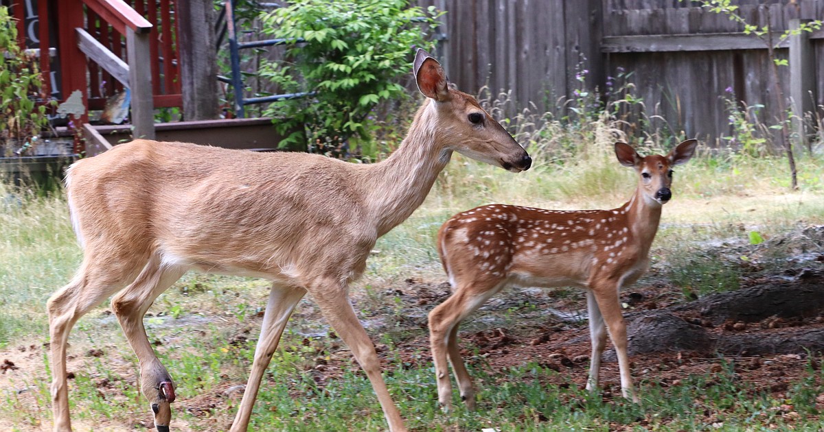 Injured deer and fawn | Coeur d'Alene Press